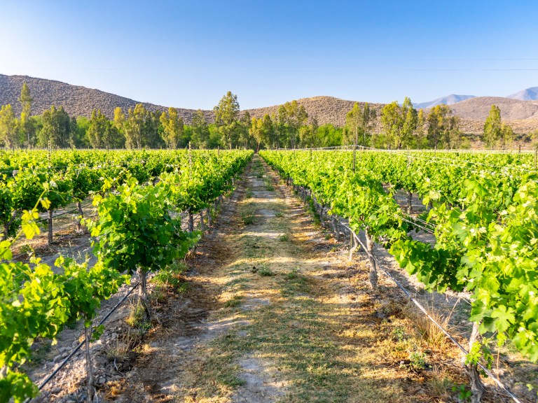 The Oldest Winery in the Americas: – Wanderlust